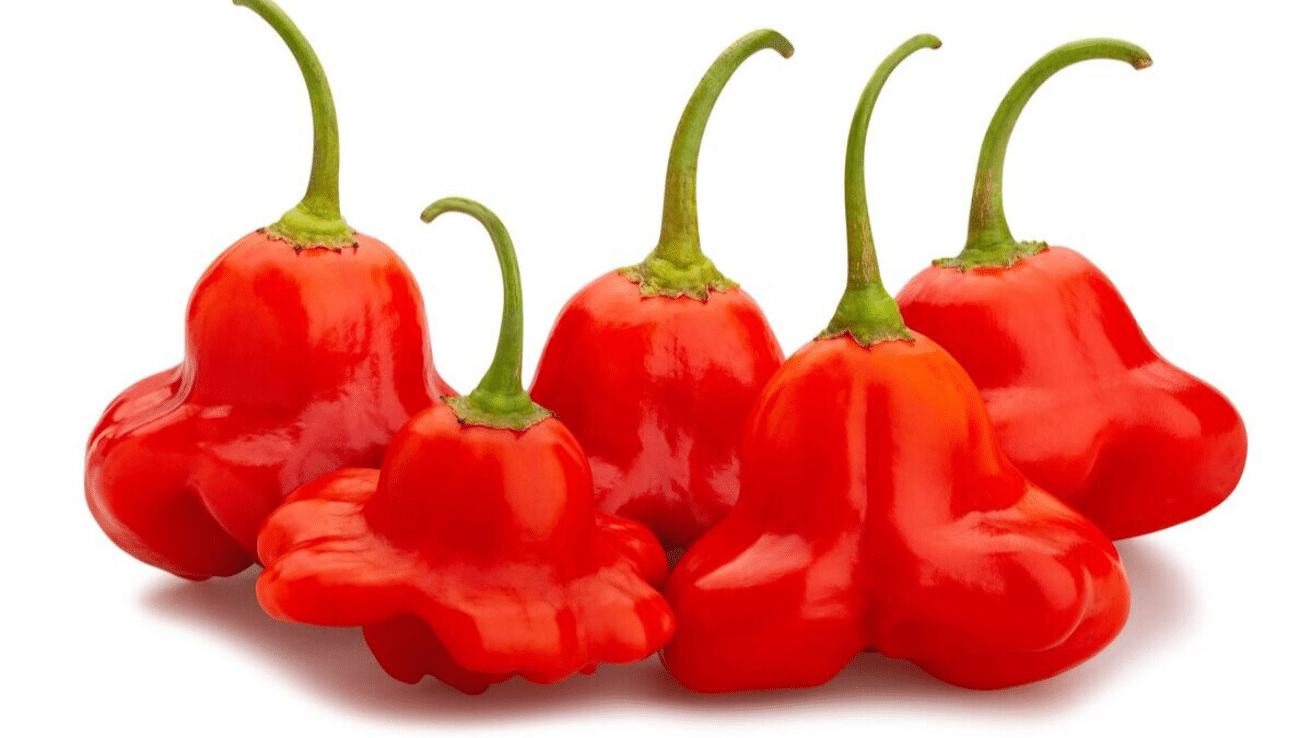 25 Unique Vegetables that Start with The U - TheClassyChapter