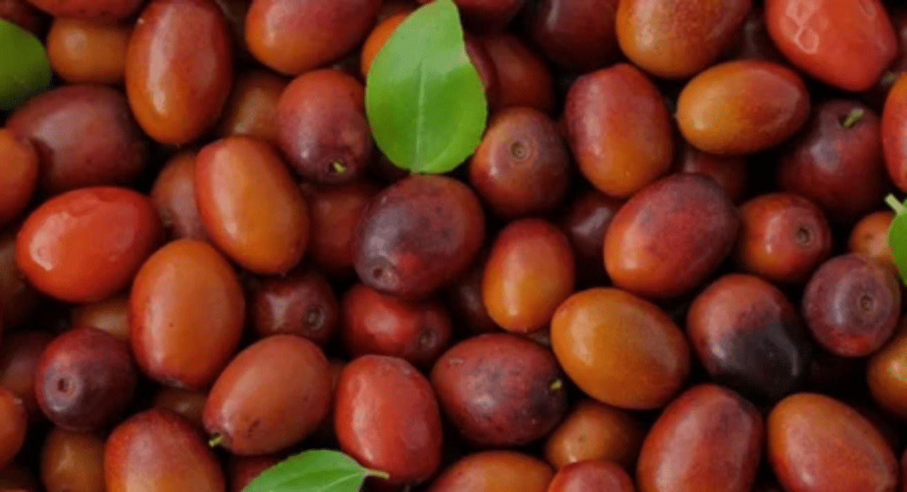 25 Unique Vegetables that Start with The U - The Classy Chapter