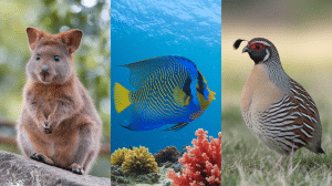 103 Animals that Start with Q: Complete List and Fun Facts ...