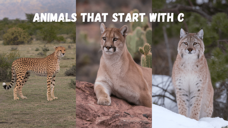 235 Animals that Start with C: List and Fun Facts - The Classy Chapter