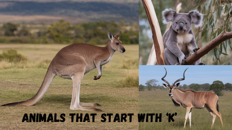 229 Animals that Start with D: List and Fun Facts - The Classy Chapter