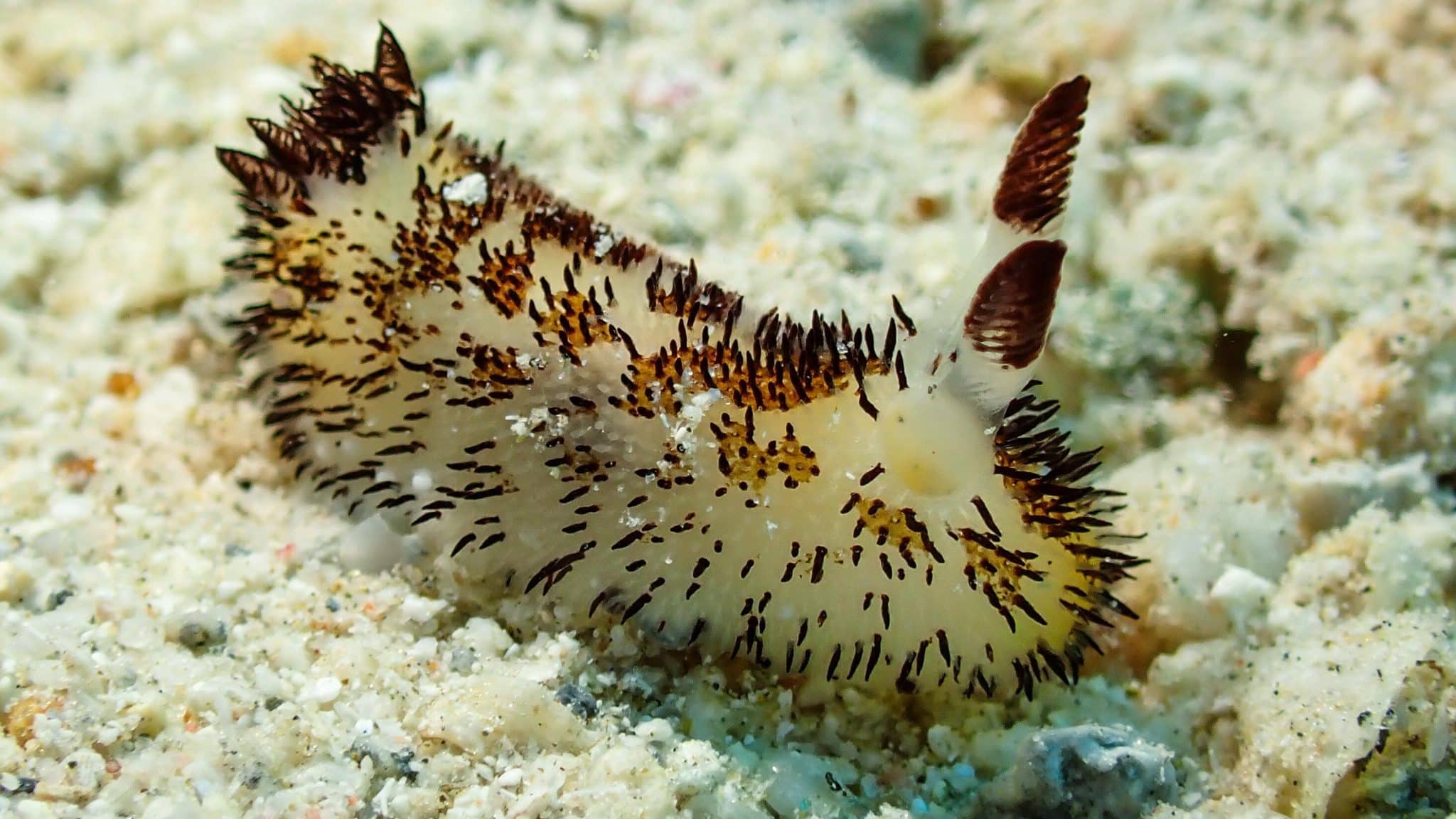 145 Animals that Start with J: List and Fun Facts - The Classy Chapter