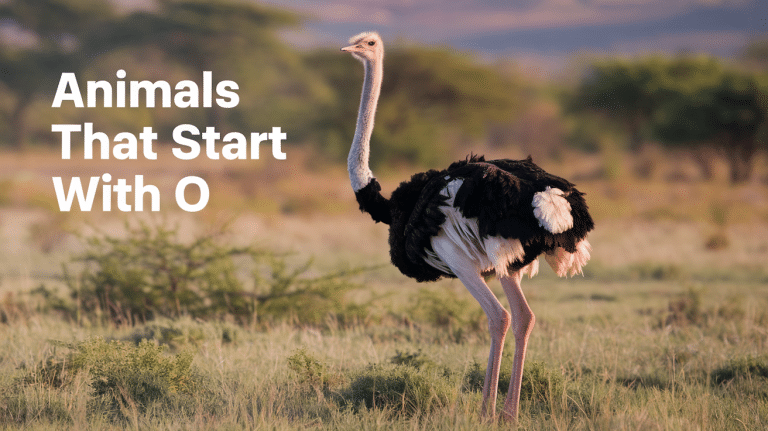 92 Animals that Start with O: List and Fun Facts - The Classy Chapter